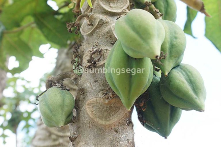 Apa Itu Buah Carica